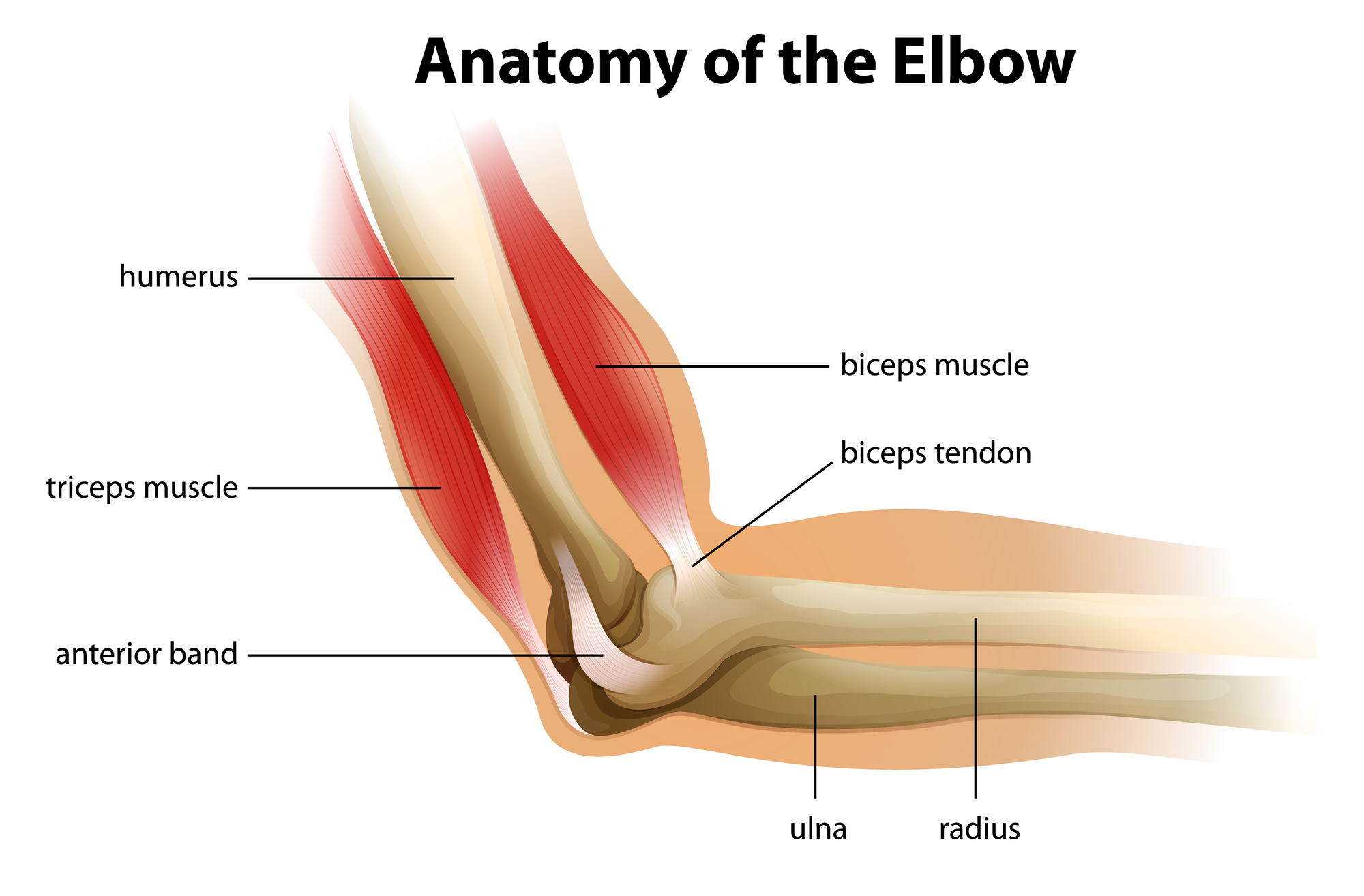 Total Elbow Joint Replacement Direct Orthopedic Care