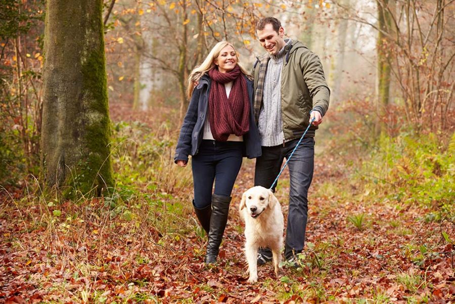 Is Your Pet’s Leash Causing Your Shoulder or Knee Pain? 3 Tips to Avoid ...